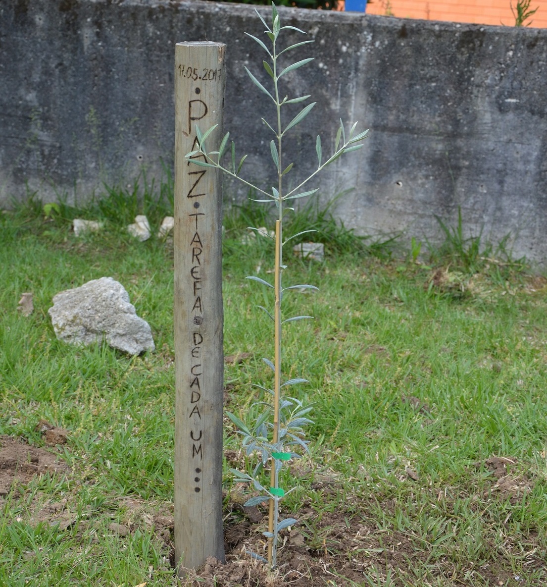 Coimbra Alunos De Cantanhede Plantam Oliveira Pela Paz Educris